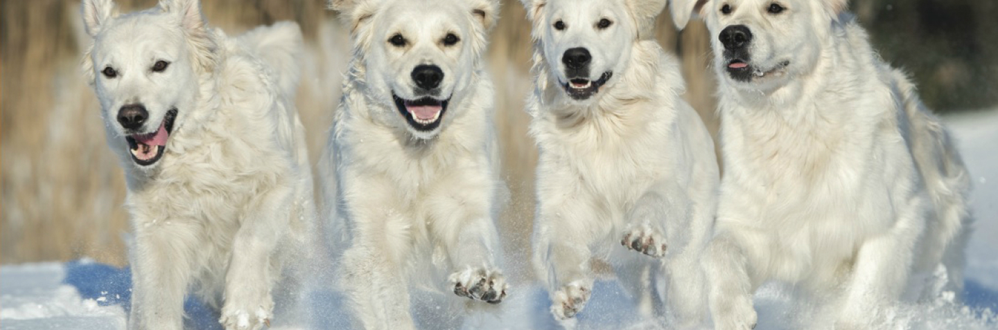 Join Team Guide Dogs in their first ever Winter Fun Run! | Blog | The ...